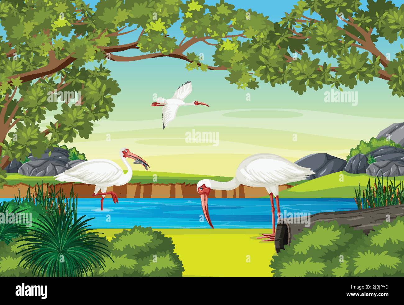 American white ibis in the forest illustration Stock Vector Image & Art ...
