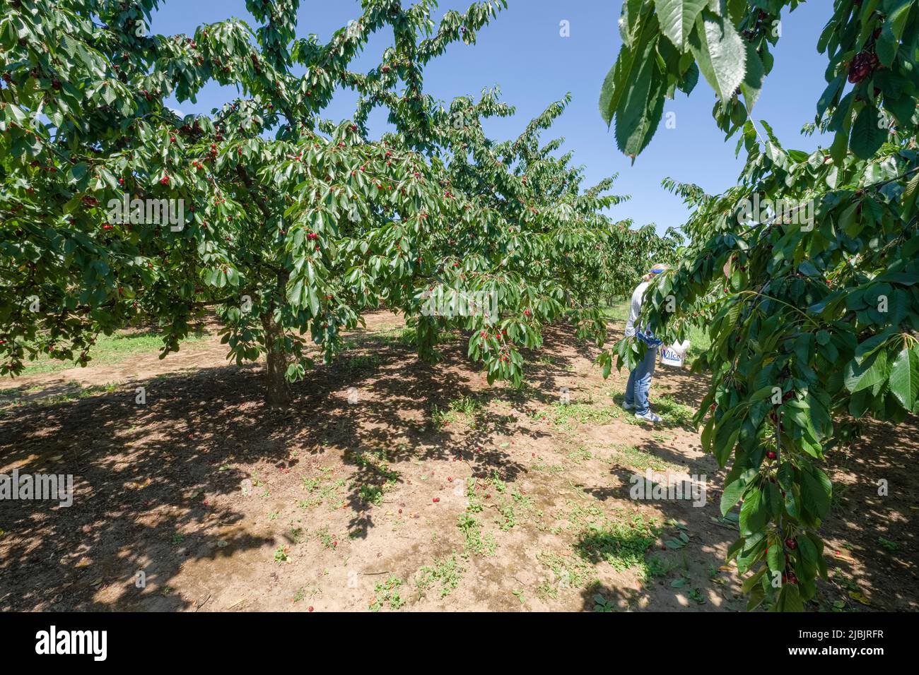 Cherry farm and field in rural Oregon Stock Photo - Alamy