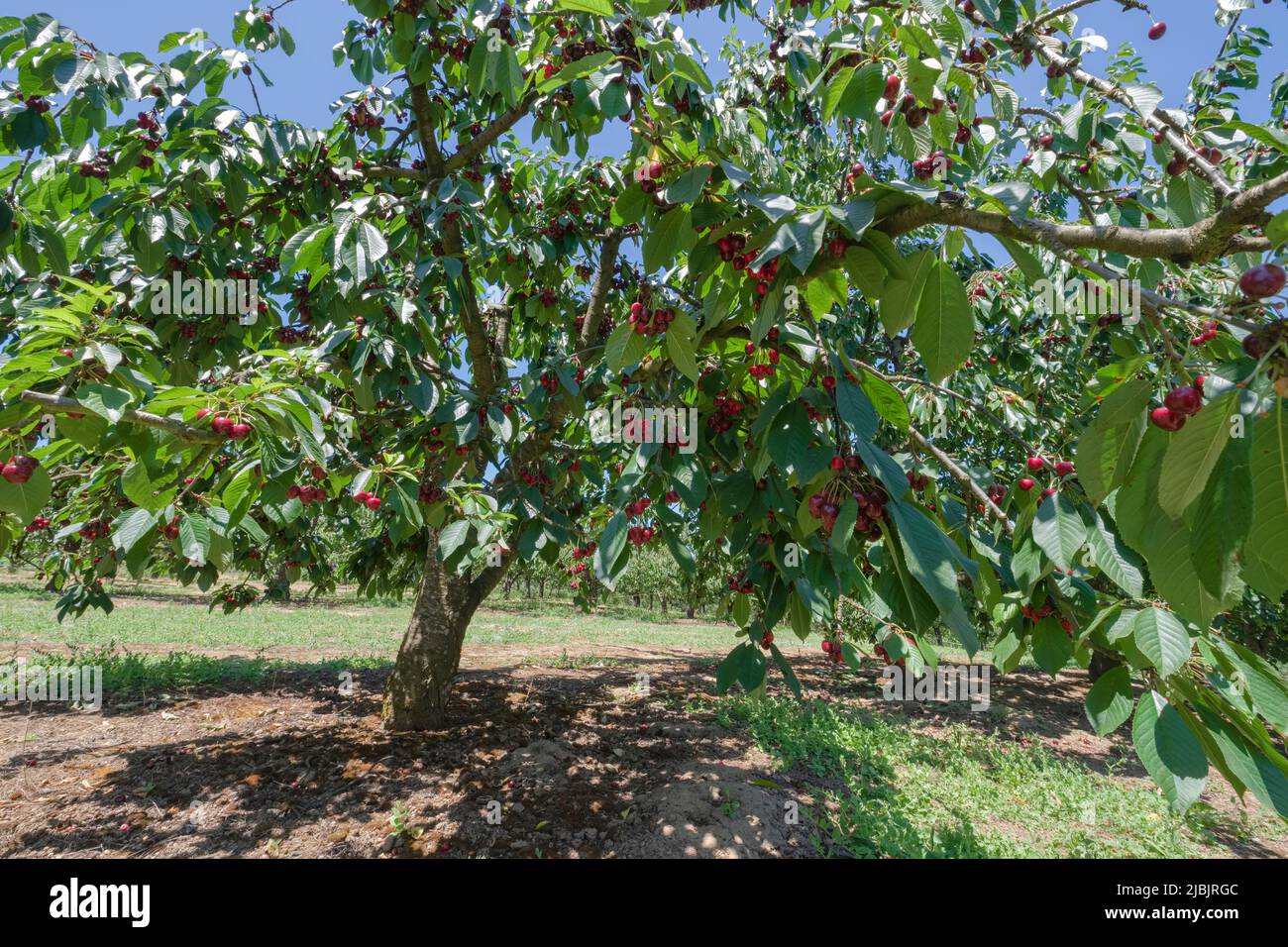 Cherry farm hi-res stock photography and images - Alamy