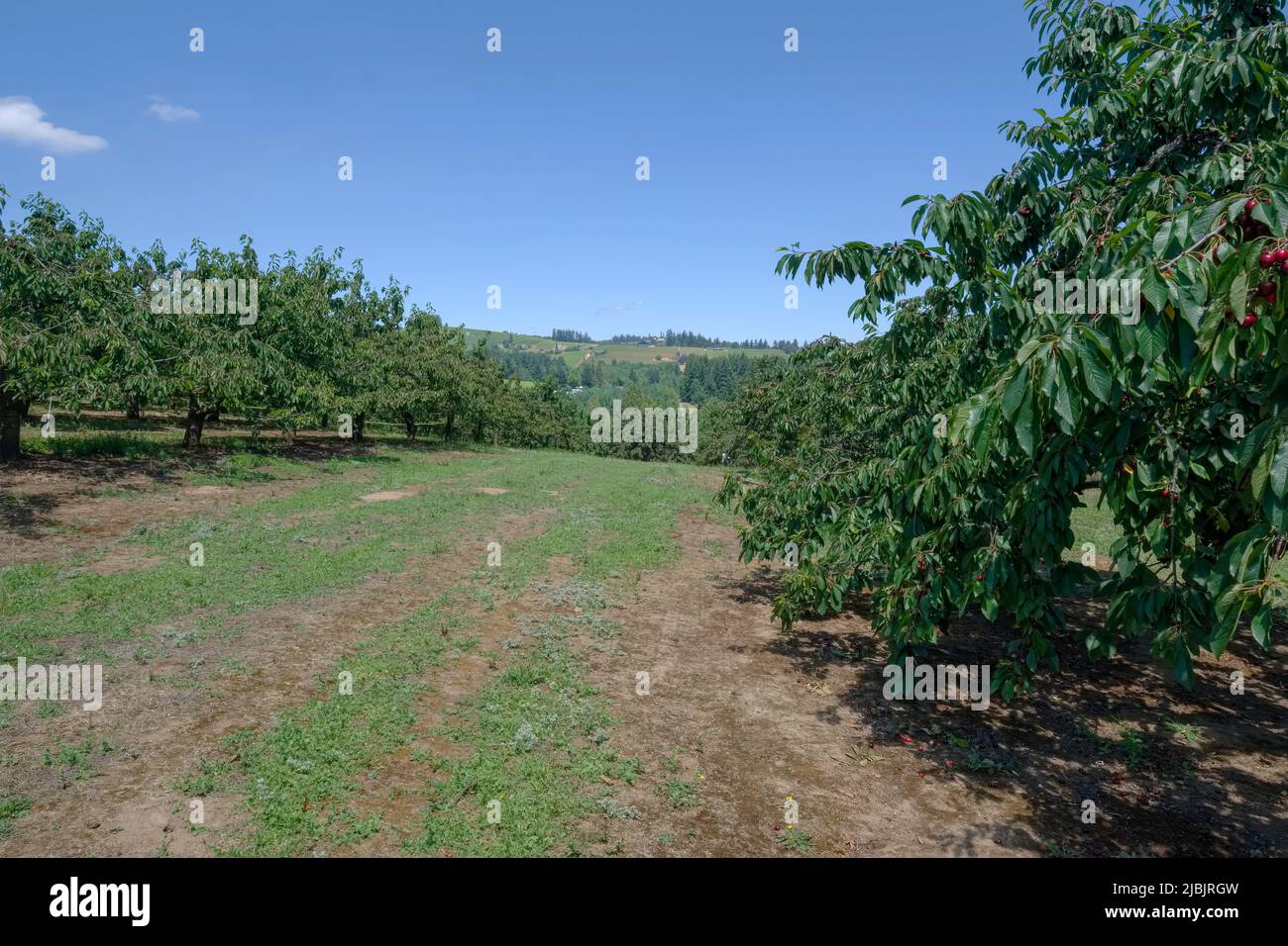 Cherry farm and field in rural Oregon Stock Photo - Alamy