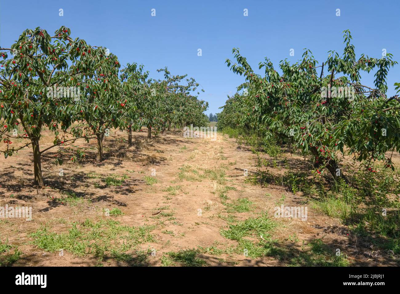 Cherry farm hi-res stock photography and images - Alamy