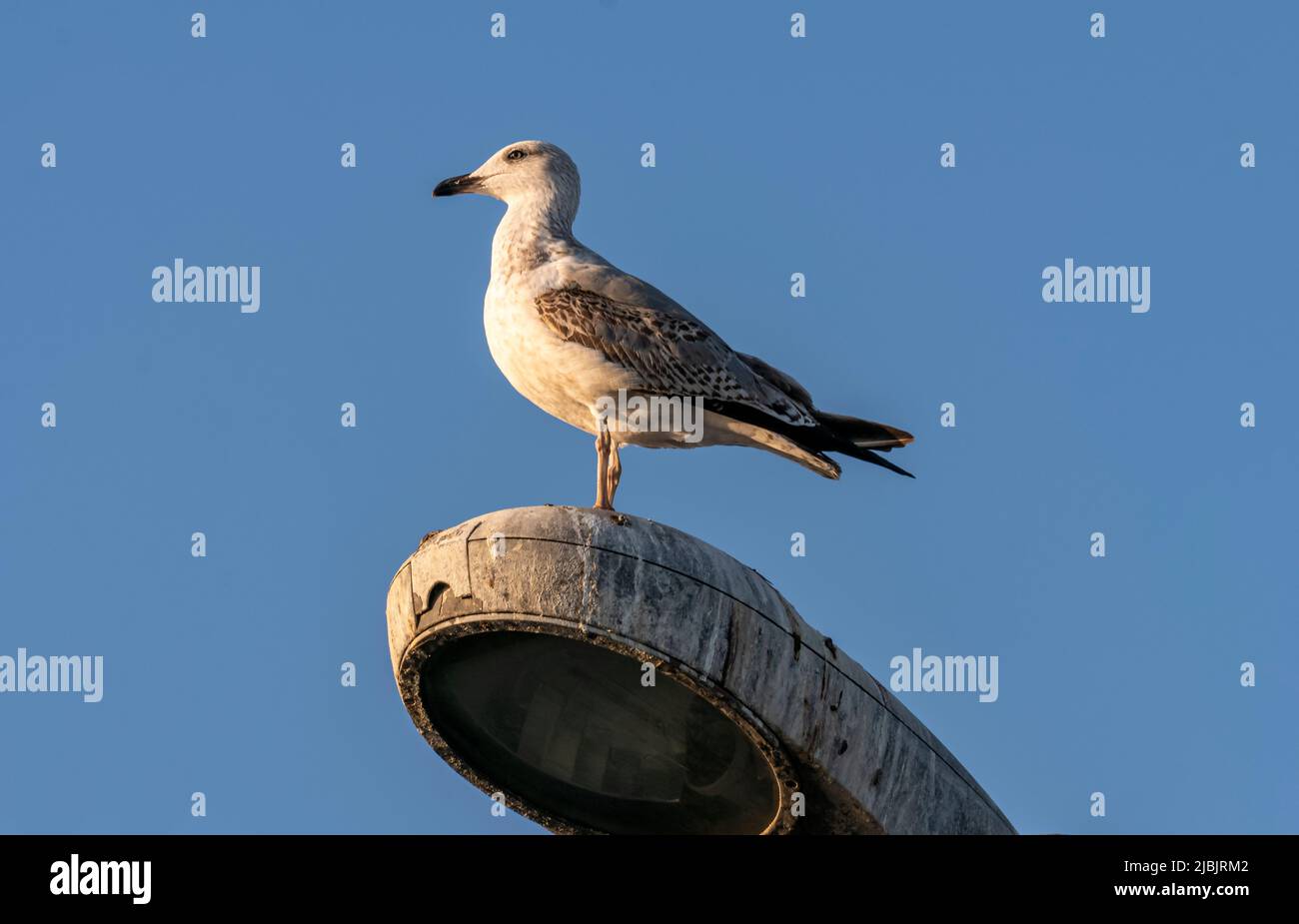 Seagull side view bird hi-res stock photography and images - Alamy