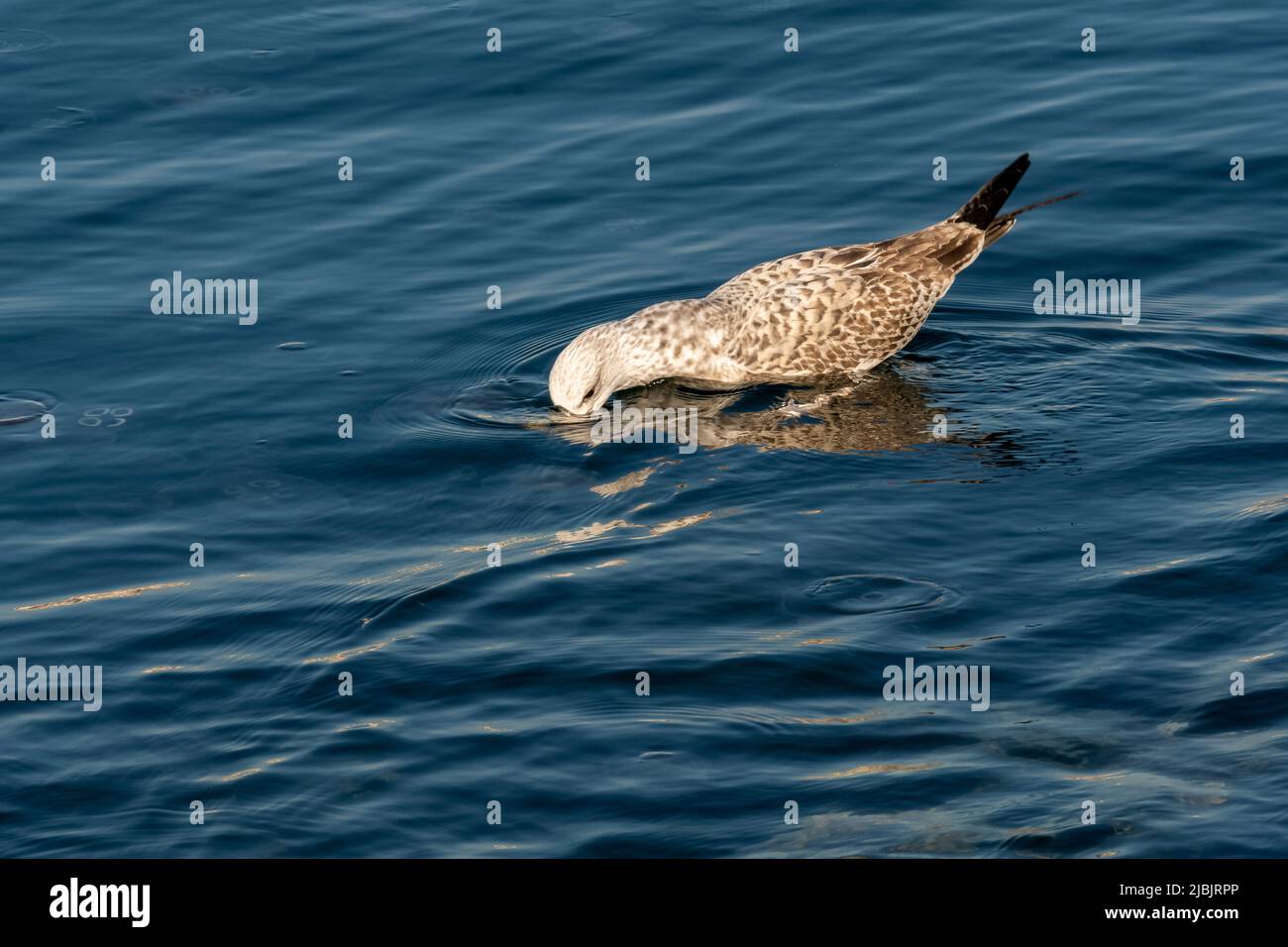 Beautiful shot seagulls in hi-res stock photography and images - Alamy