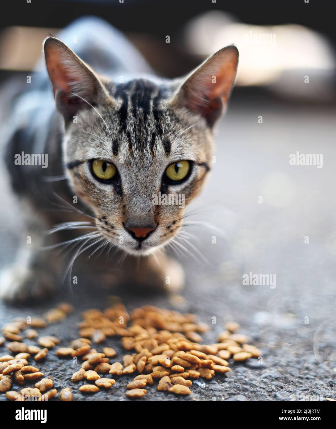 Have you fed the cat Stock Photo - Alamy