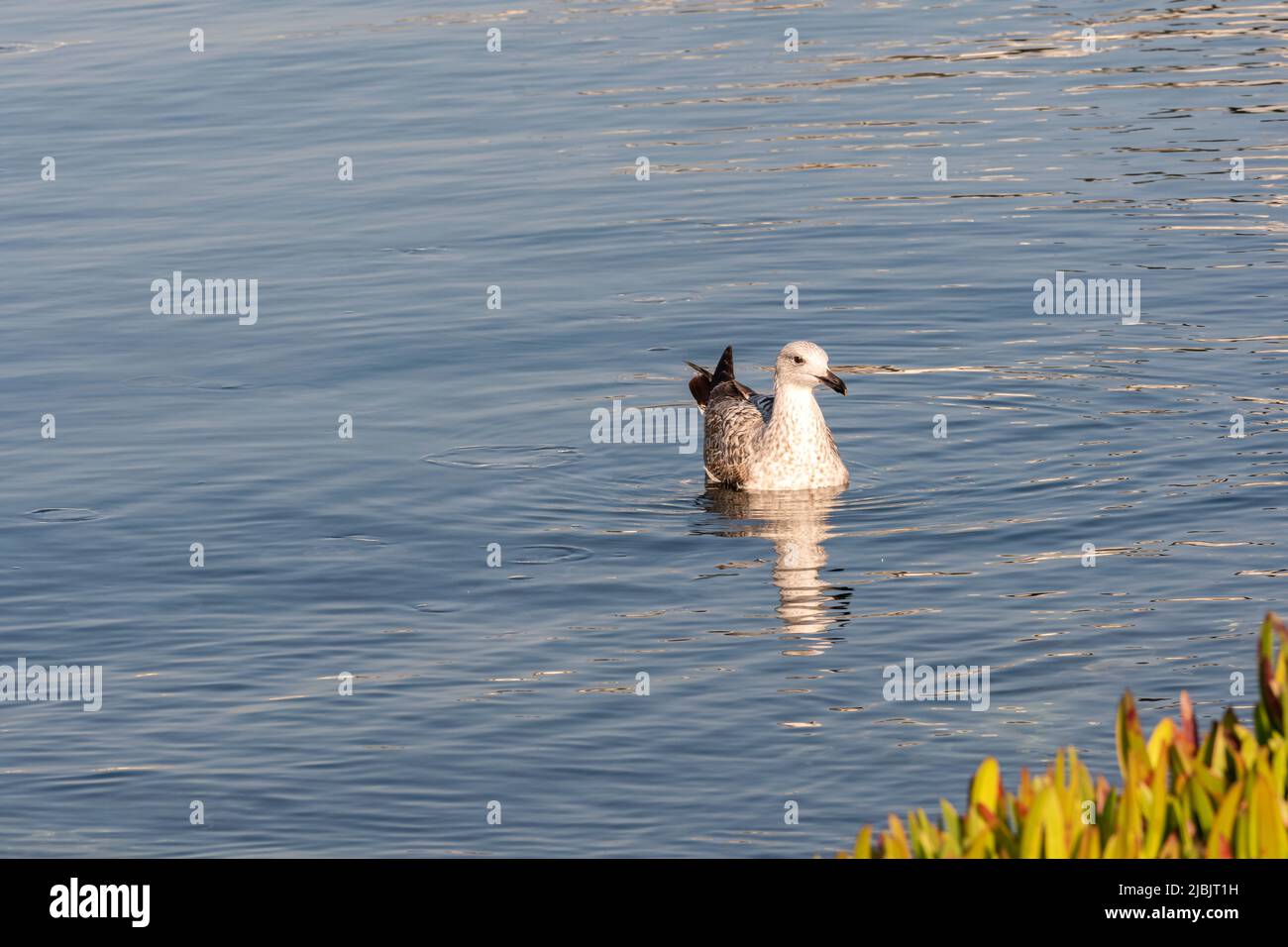 Back view of floating seagull with selective focus Stock Photo - Alamy