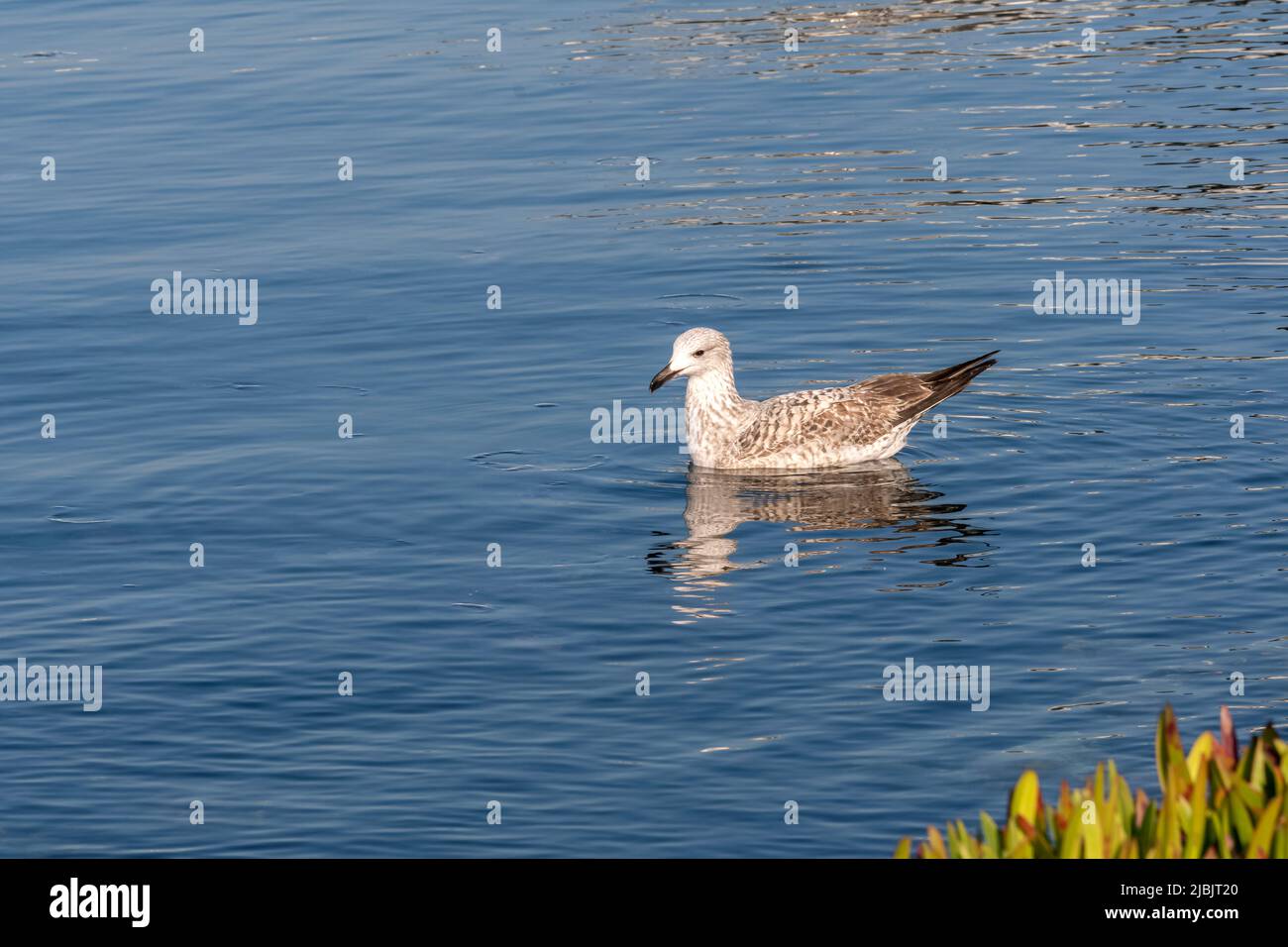 Side profile view of floating seagull with selective focus Stock Photo ...