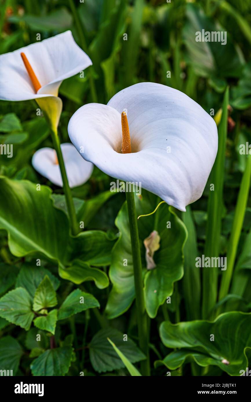 Naturalised flowering Zantedeschia aethiopica (L.) Spreng. in Madeira ...