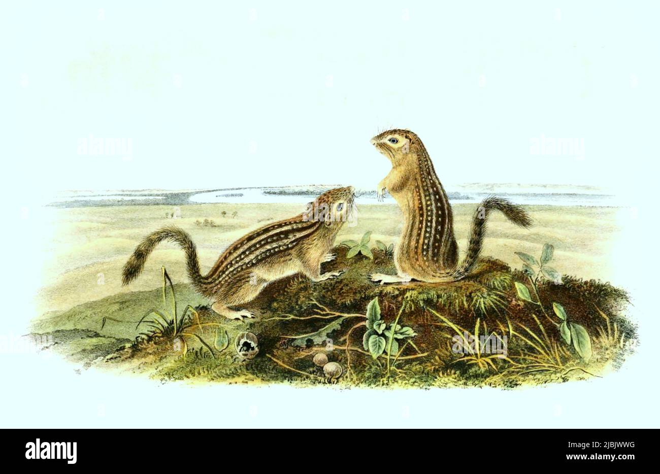 Striped gopher black hi-res stock photography and images - Alamy