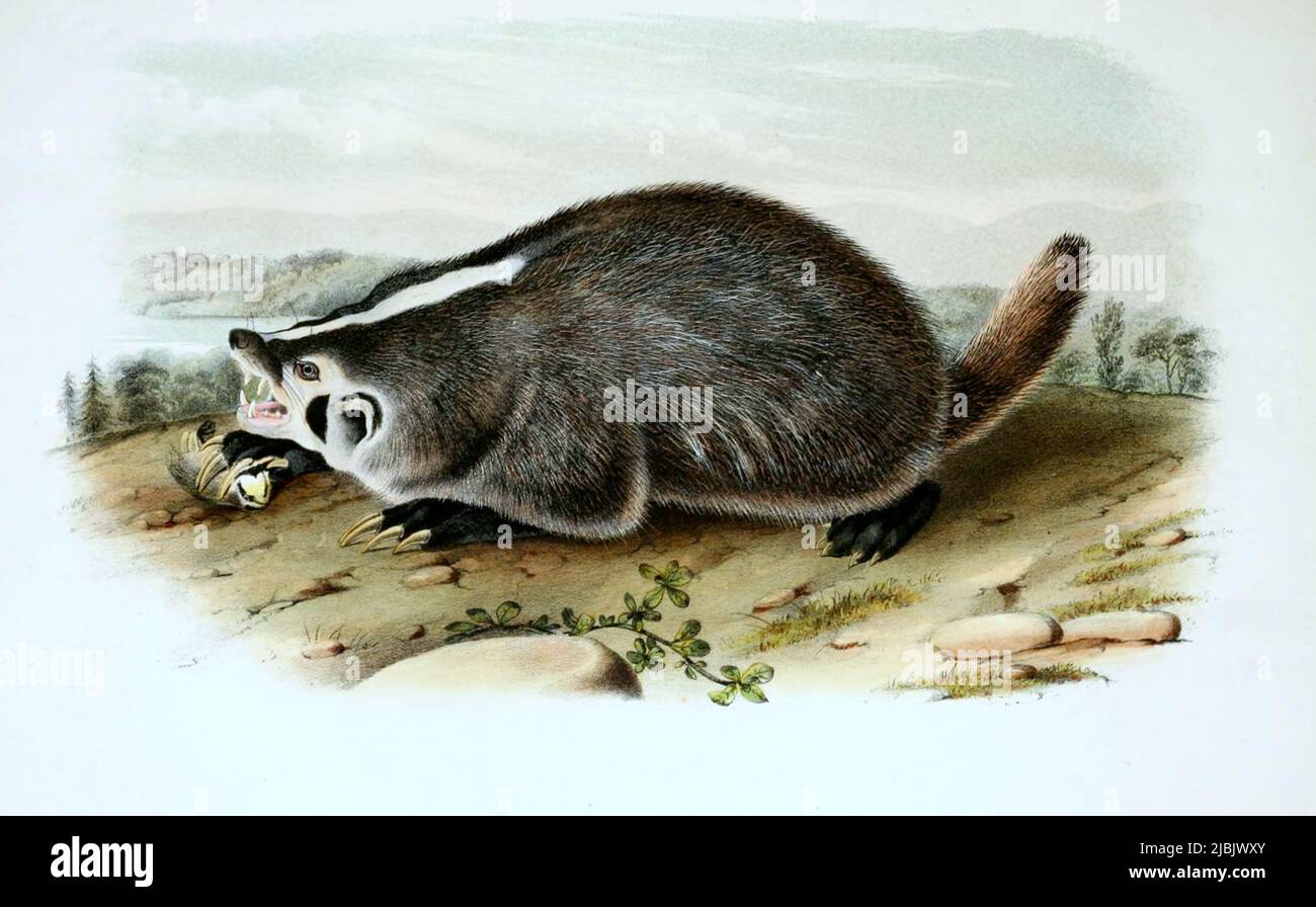 Vintage drawing of american badger hi-res stock photography and images ...