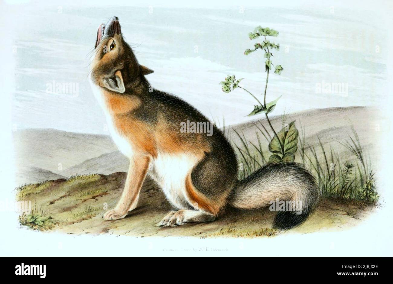 Swiftfuchs hi-res stock photography and images - Alamy