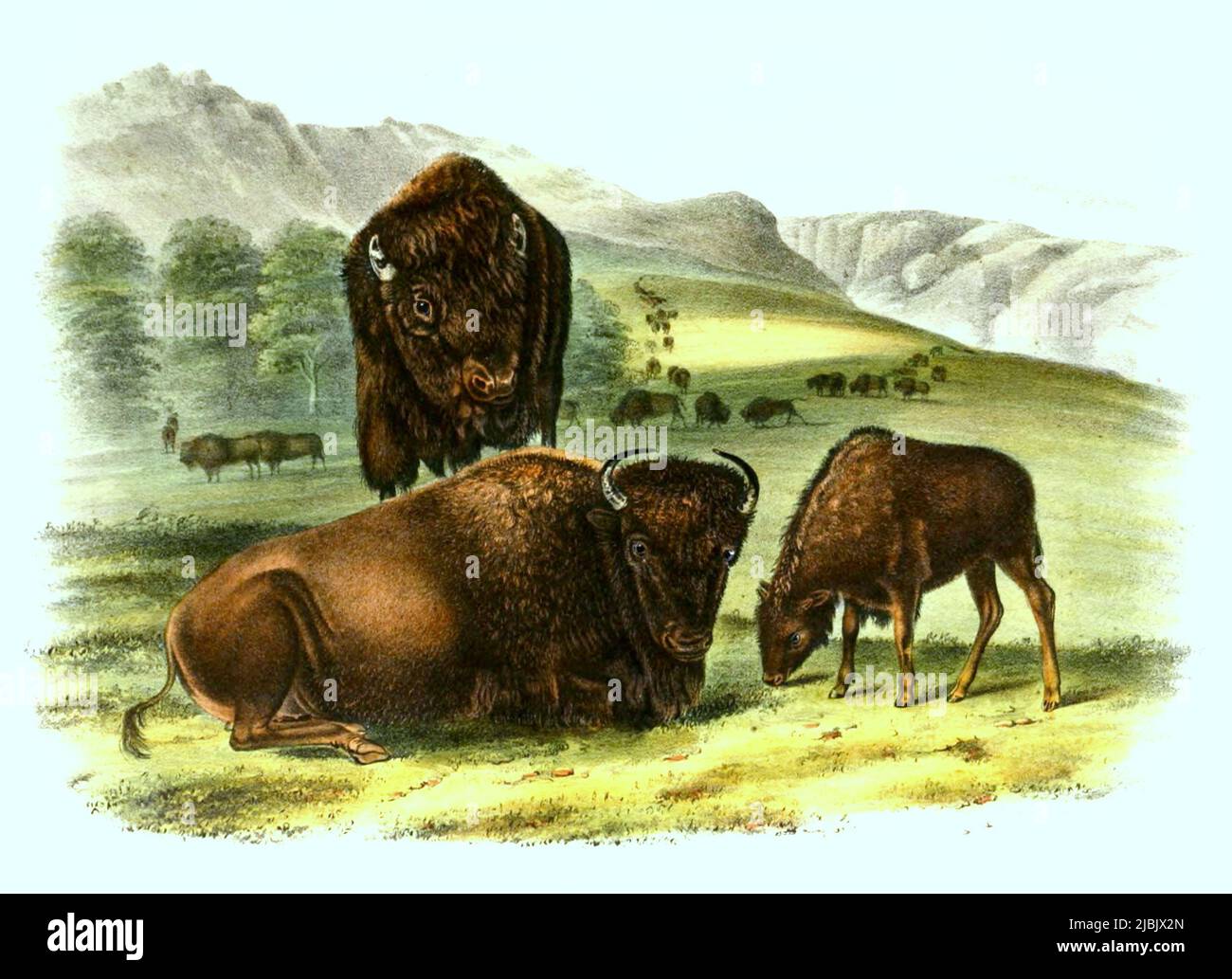 Amerikanische Bison, Bos bison, auch Bison bison, digital restaurierte ...