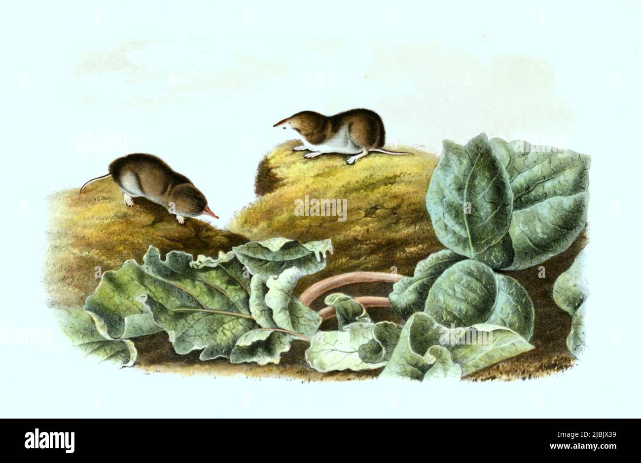 North American Least Shrew