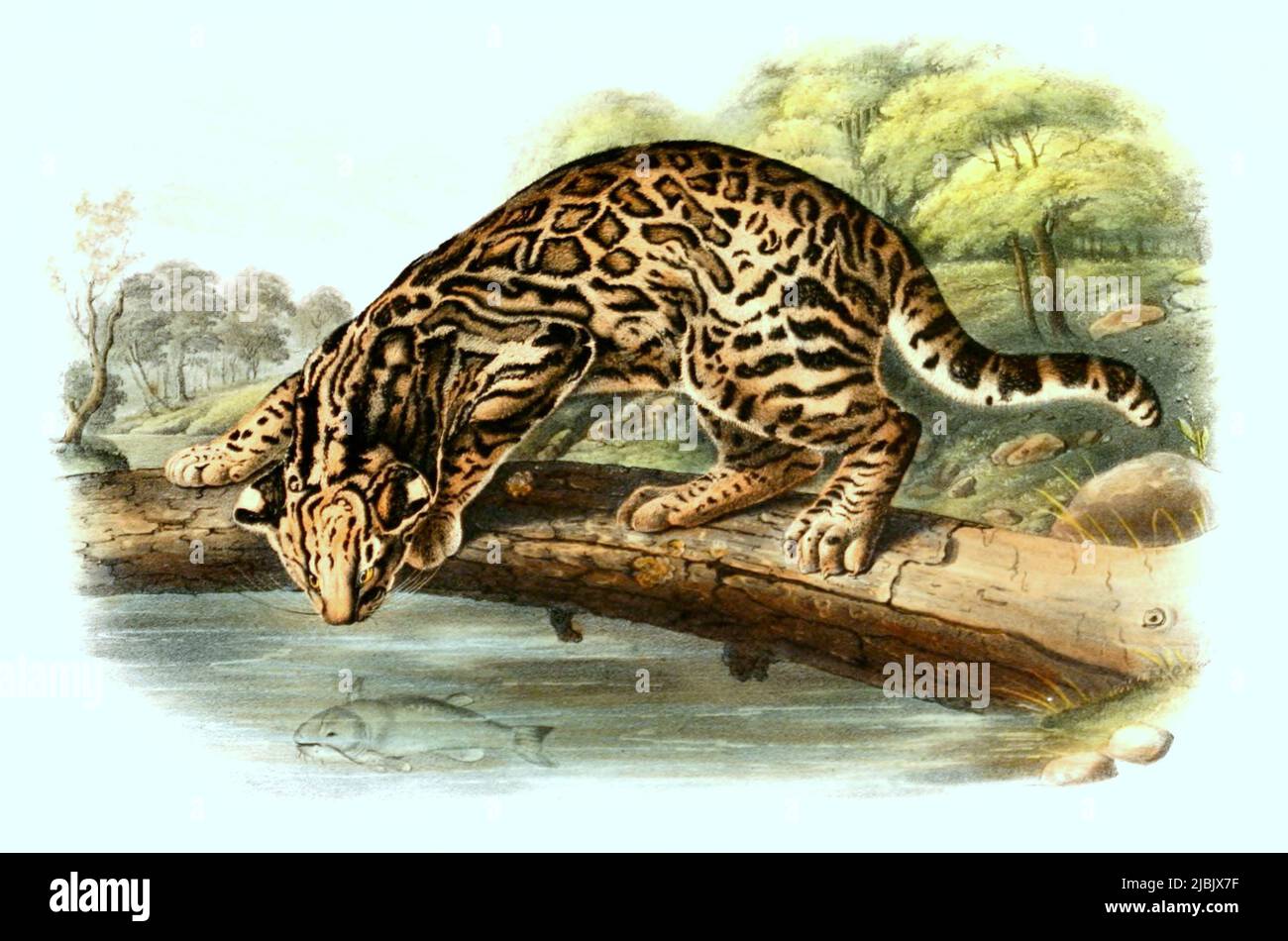 Medium sized mammals hi-res stock photography and images - Alamy