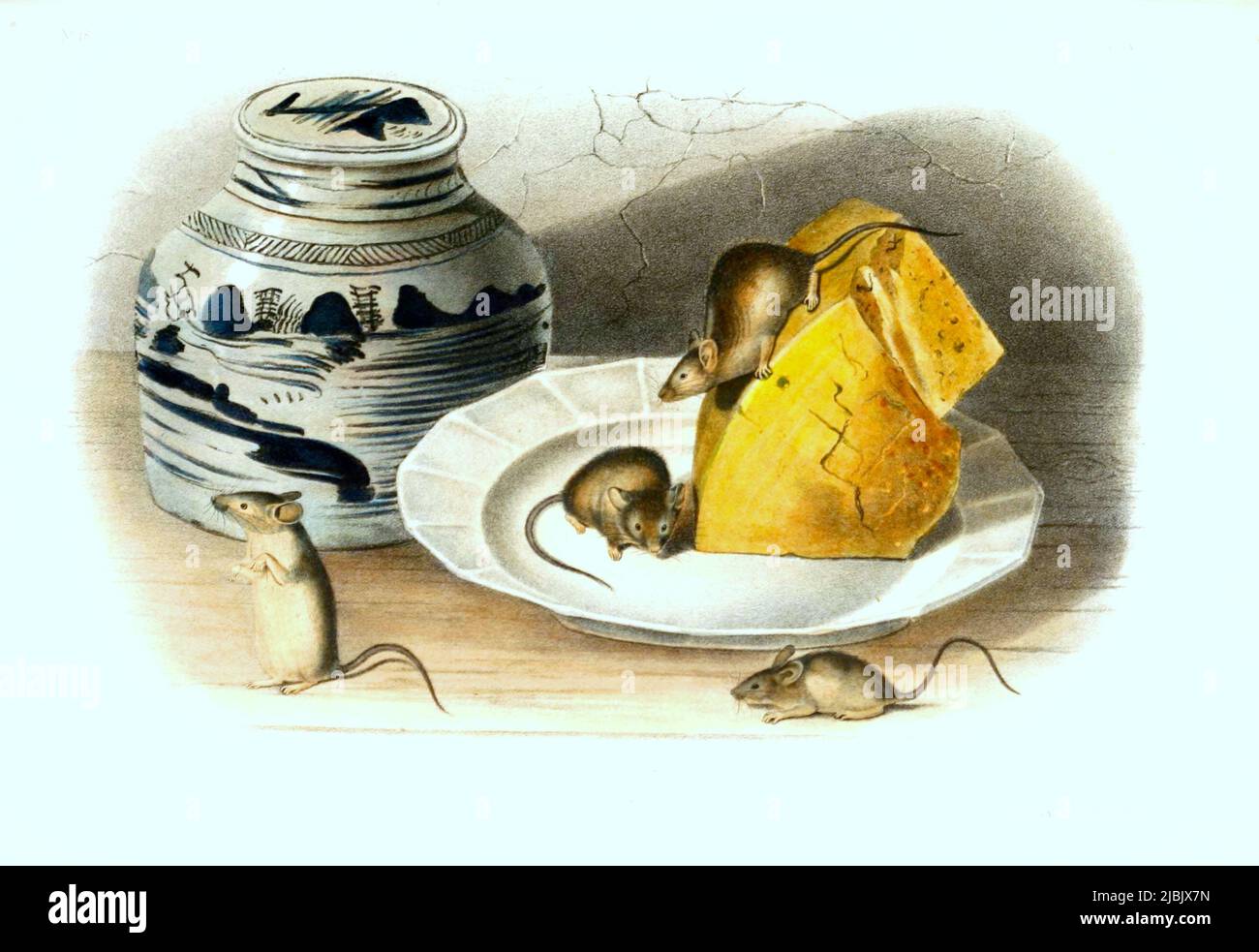 Hausmaus, Mus musculus, ist eine zu den Altweltmäusen gezählte kleine ...