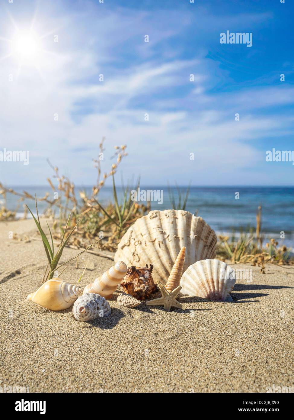Landscape with shells on a beach with dunes. Cabopino beach in Marbella ...