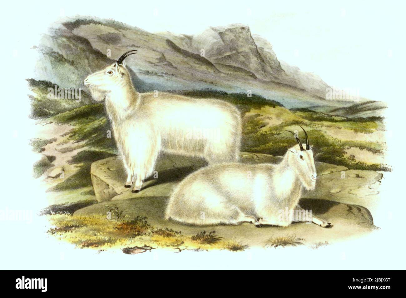 how to draw a rocky mountain goat