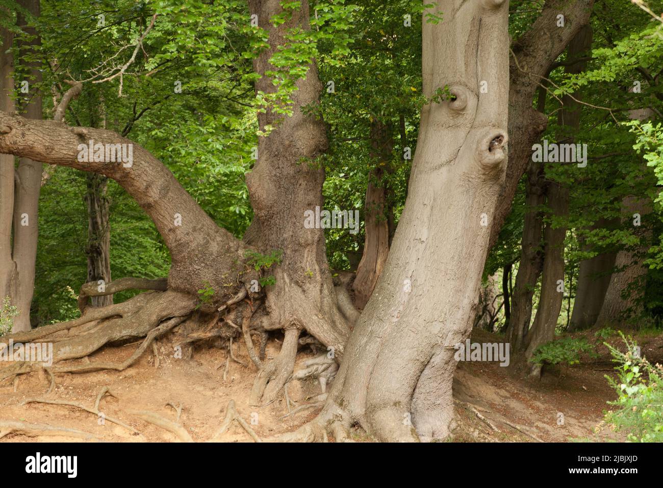 Branches of strawberry trees hi-res stock photography and images - Alamy
