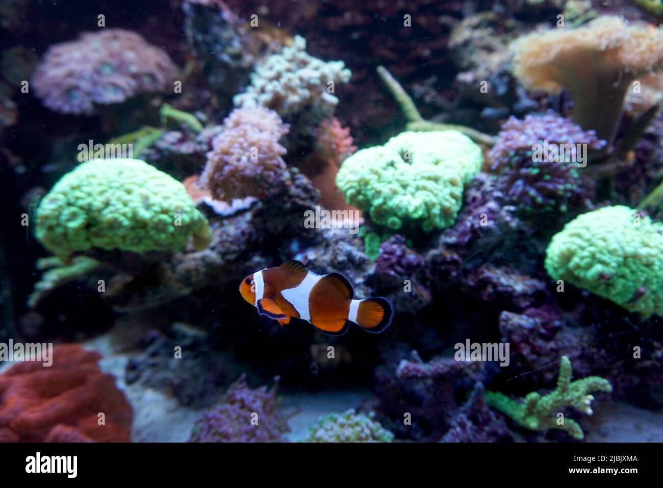 Anemone fish swimming in aquarium hi-res stock photography and images ...
