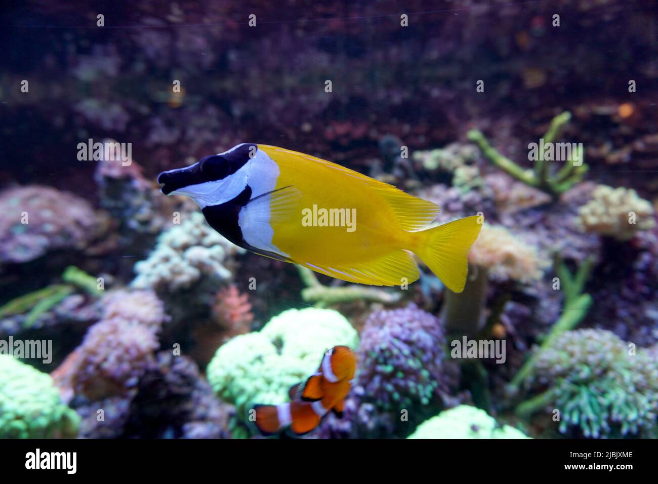 Yellow and black Foxface Rabbitfish swimming in aquarium Stock Photo ...