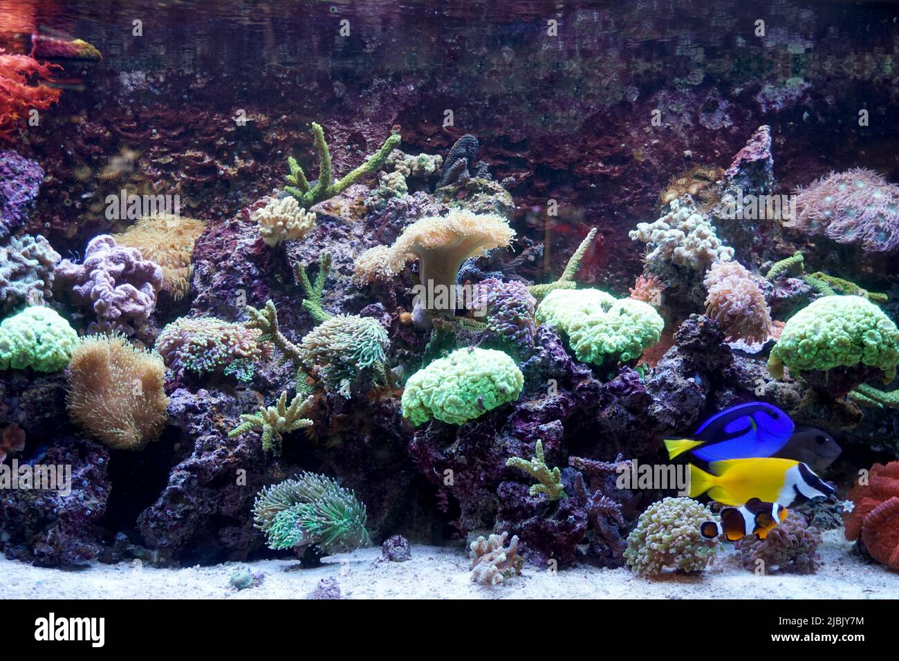 Hippo Tang and Foxface Rabbitfish swimming in aquarium with coral reef ...
