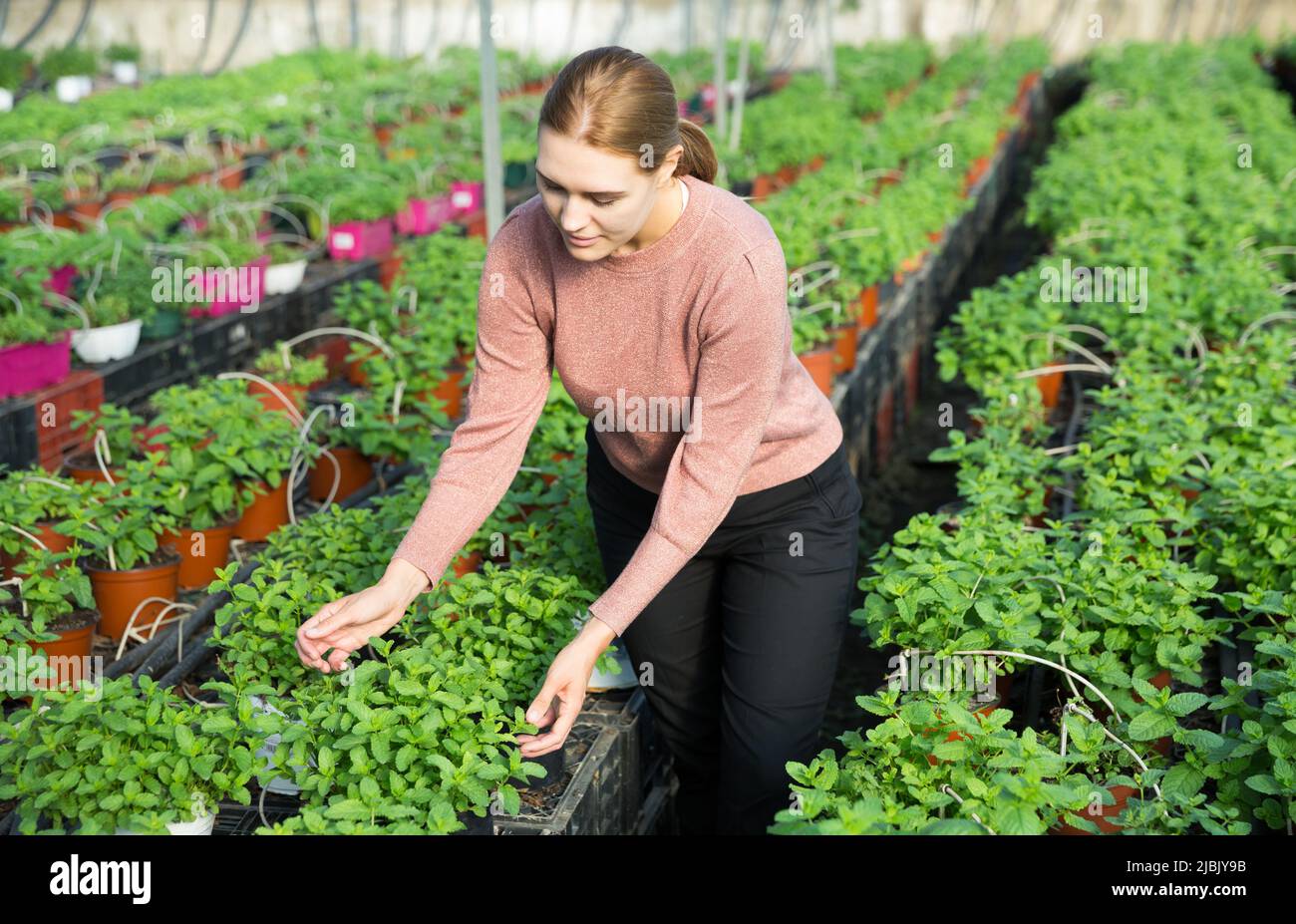 Woman examining plants of melissa Stock Photo - Alamy