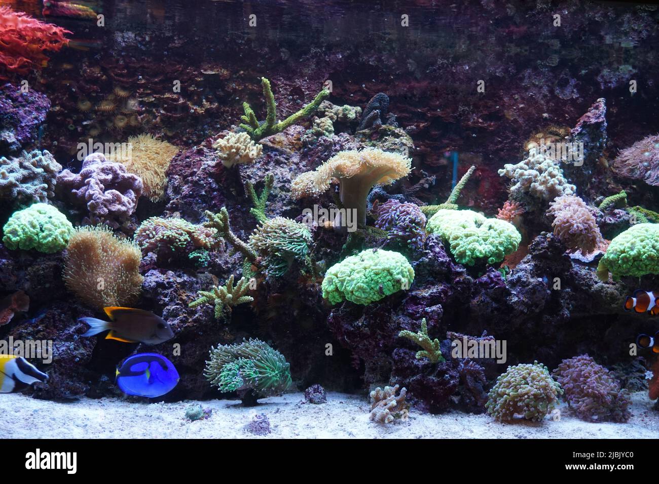 Hippo Tang fish swimming in aquarium with coral reef Stock Photo - Alamy