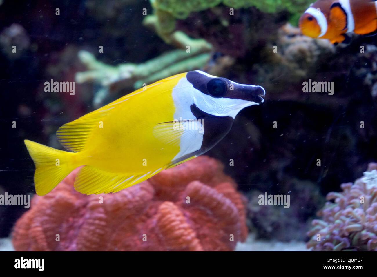 Yellow, black and white Foxface Rabbitfish swimming in aquarium Stock ...