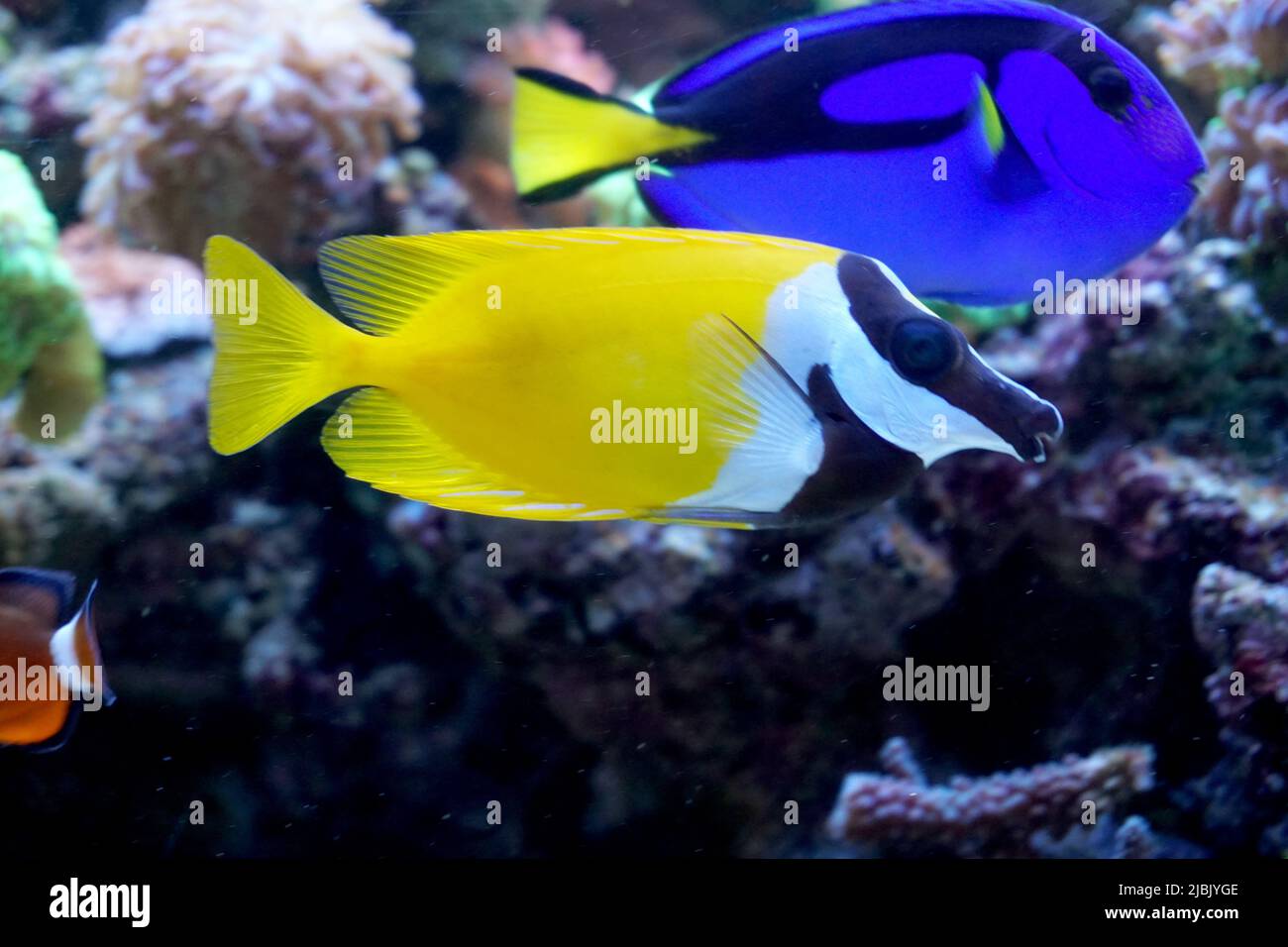 Hippo Tang and Foxface Rabbitfish swimming in aquarium Stock Photo - Alamy