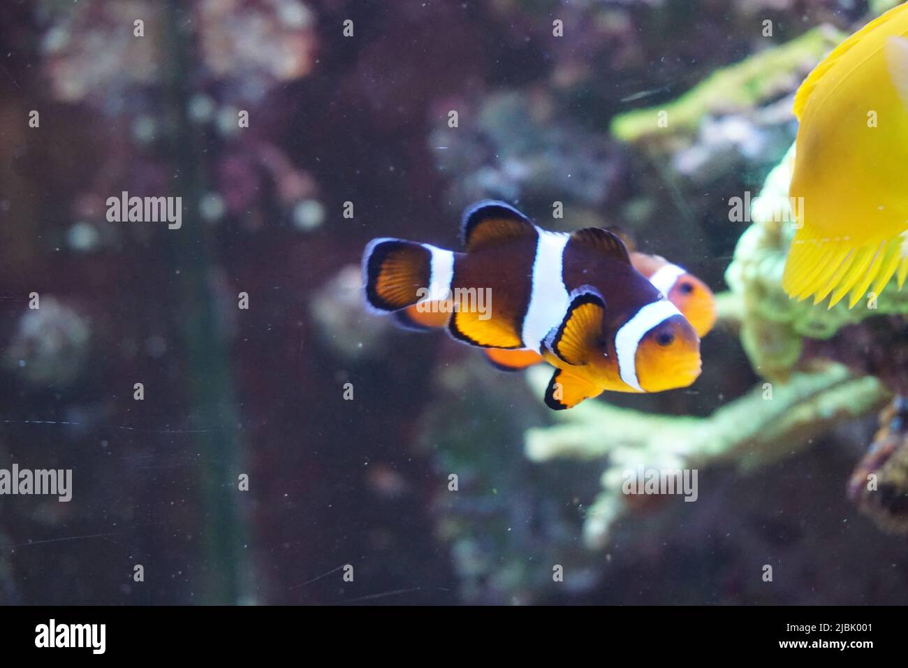 Two anemone fish swimming in aquarium Stock Photo - Alamy