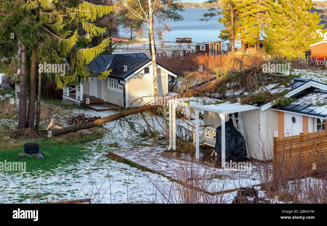 Fallen spruce tree on small cottage roof. Northern Sweden Stock Photo ...