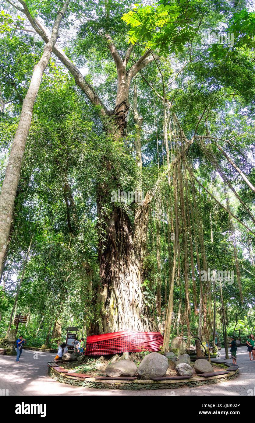 Big old tropical tree with red belt in Sacred Monkey Forest, Ubud, Bali ...