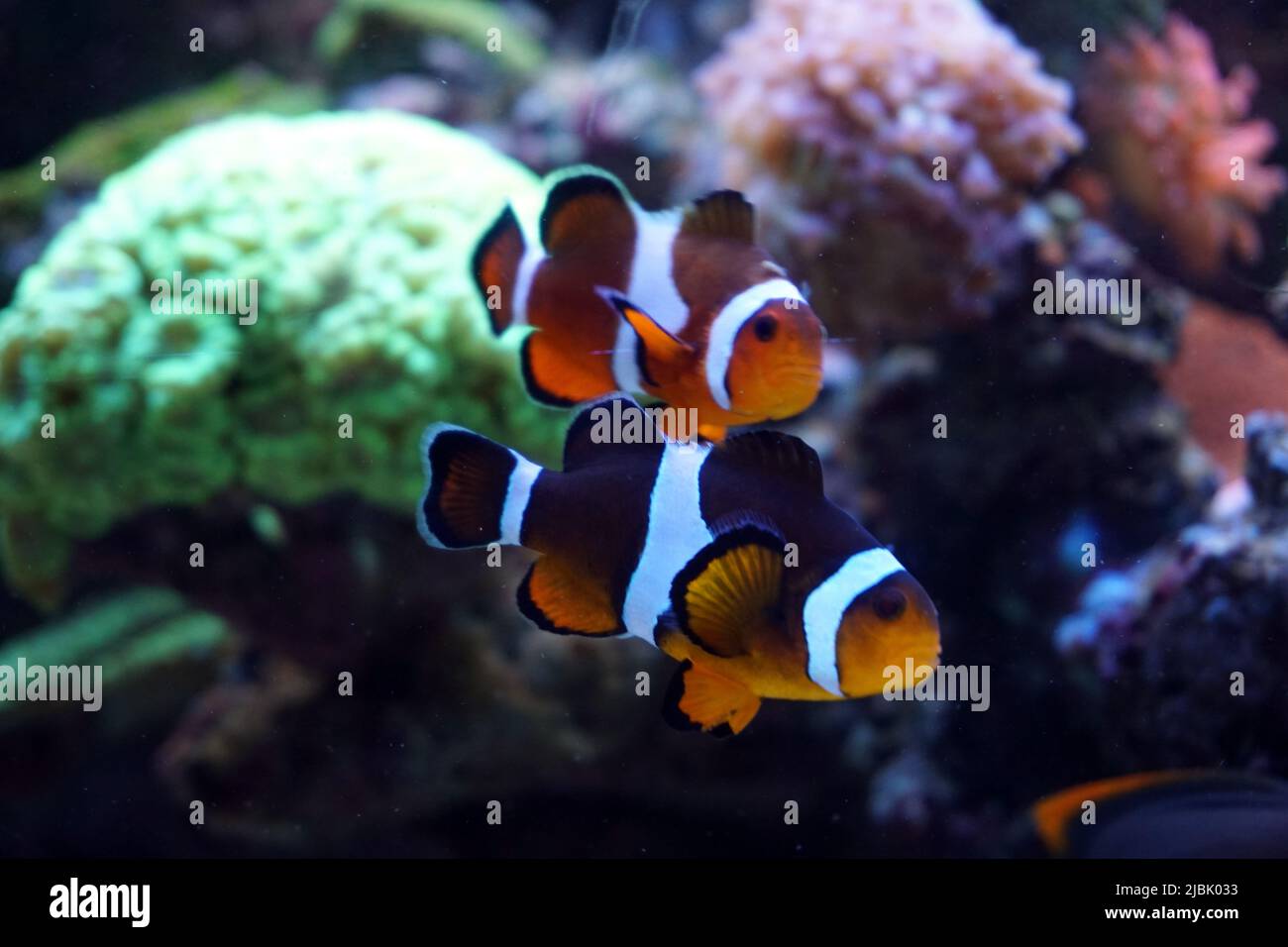 Two anemone fish swimming hi-res stock photography and images - Alamy