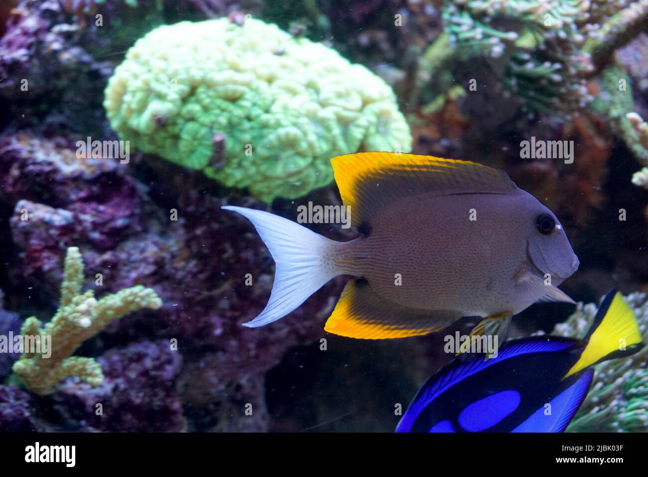 Naso Tang fish swimming in aquarium Stock Photo - Alamy