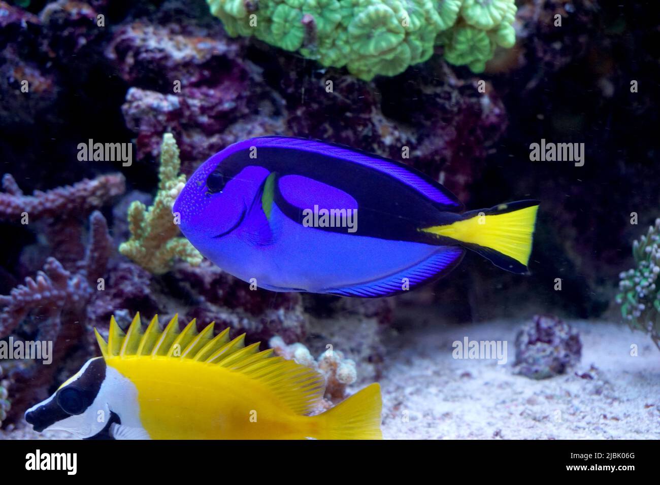 Hippo Tang and Foxface Rabbitfish swimming in aquarium Stock Photo - Alamy