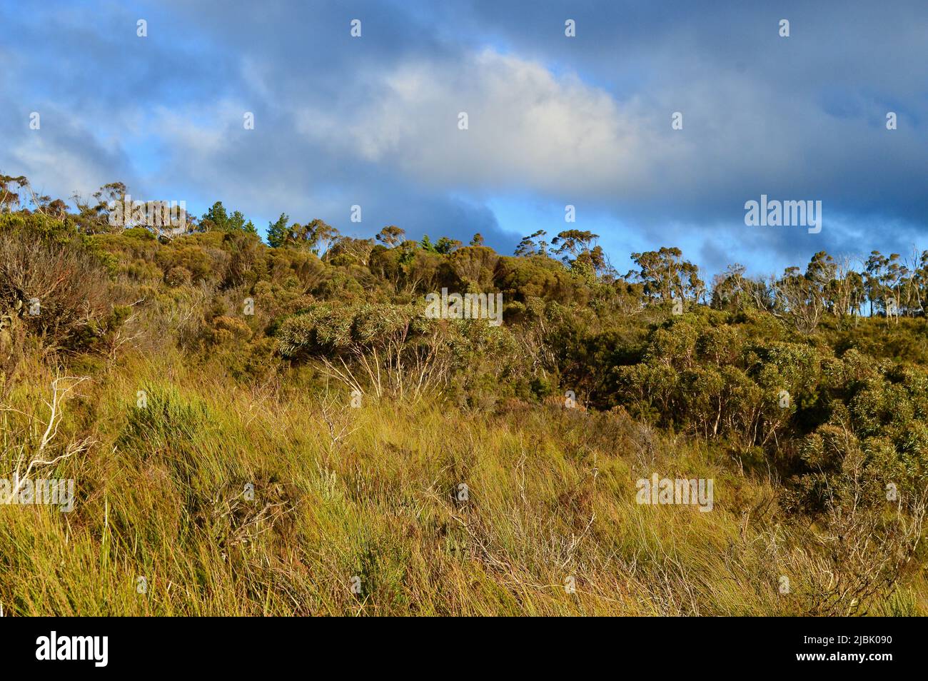 Scrubby bushland at Peckmans Plateau in the Blue Mountains of Australia ...