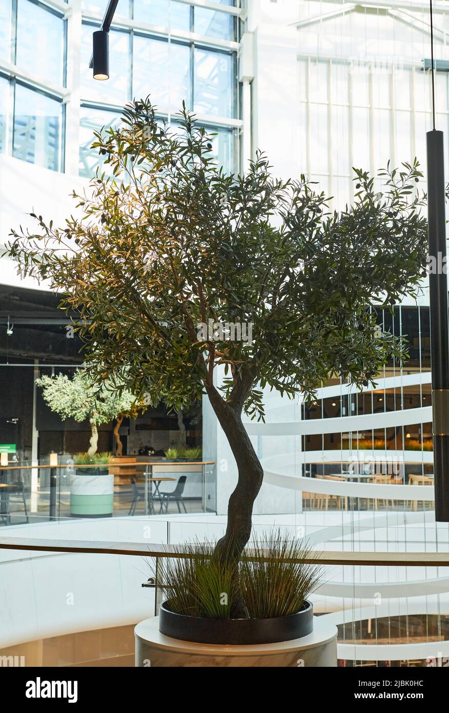 Vertical close up of decorative tree plant in modern shopping mall ...