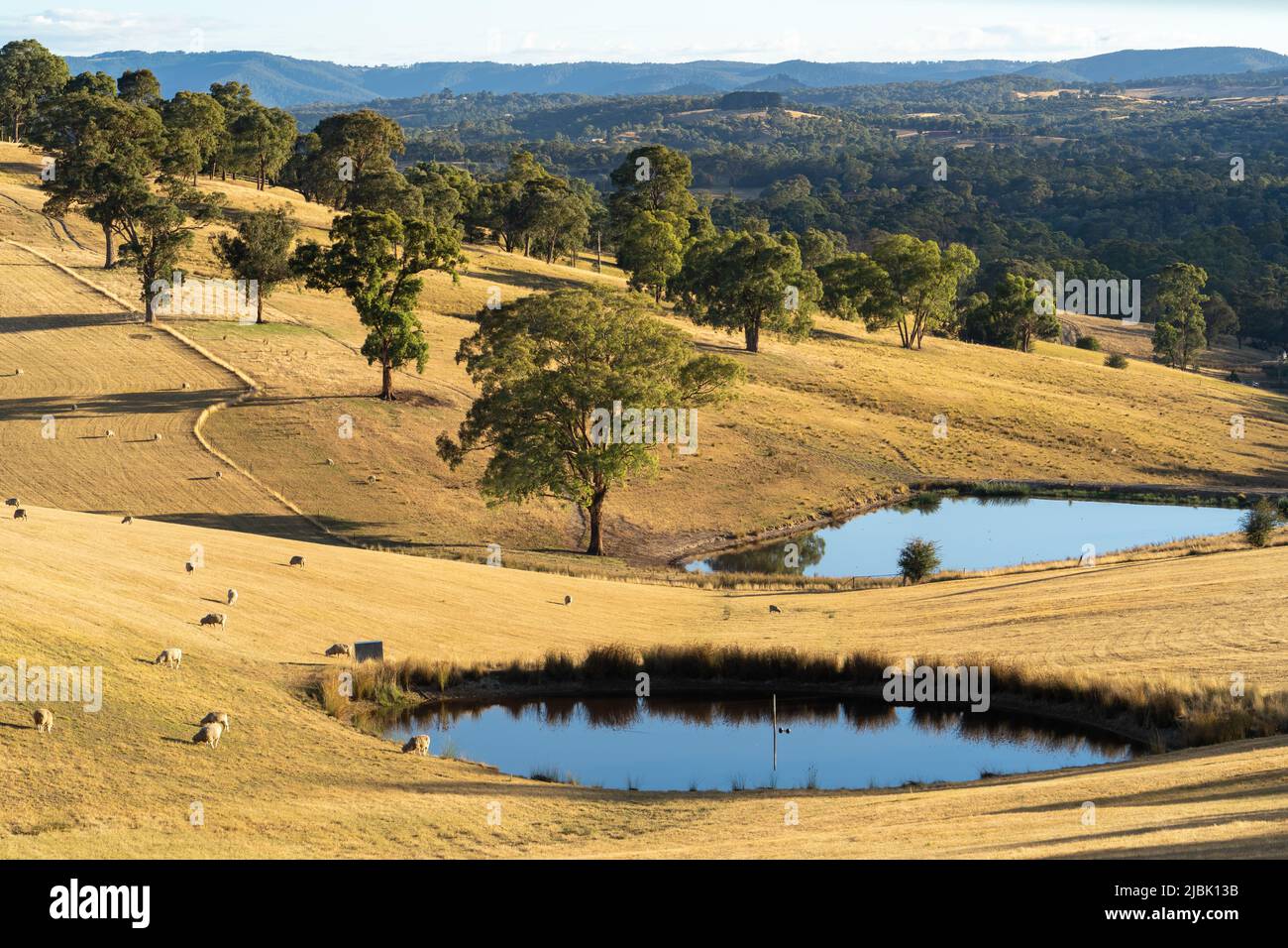 Morning view of grazing livestock, dams and farm paddocks in summer in ...