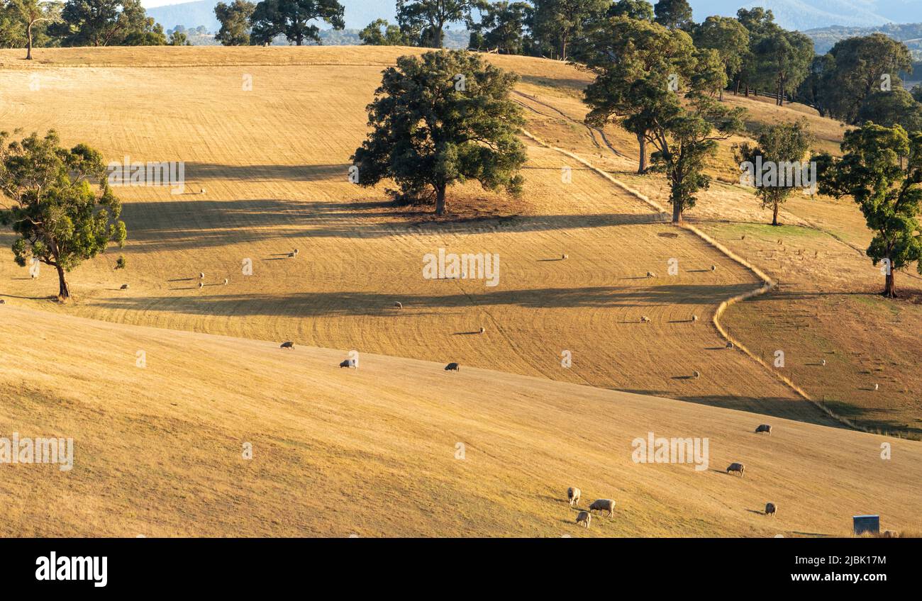 Hillside paddock hi-res stock photography and images - Alamy