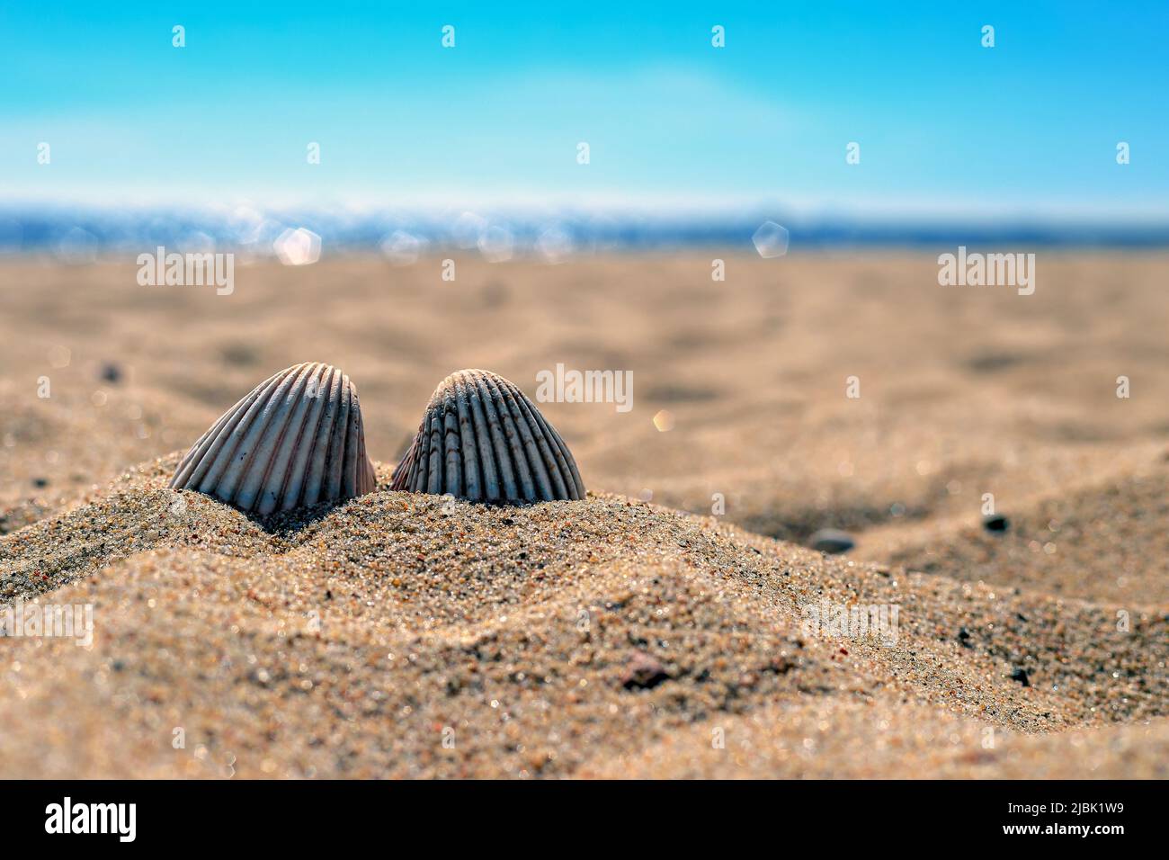 Two shells partially buried in the sand in Poland Stock Photo - Alamy