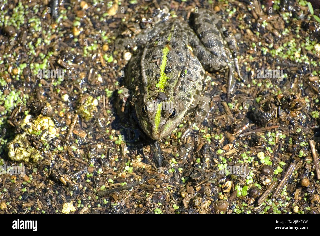 Green frog in green swamp Stock Photo - Alamy