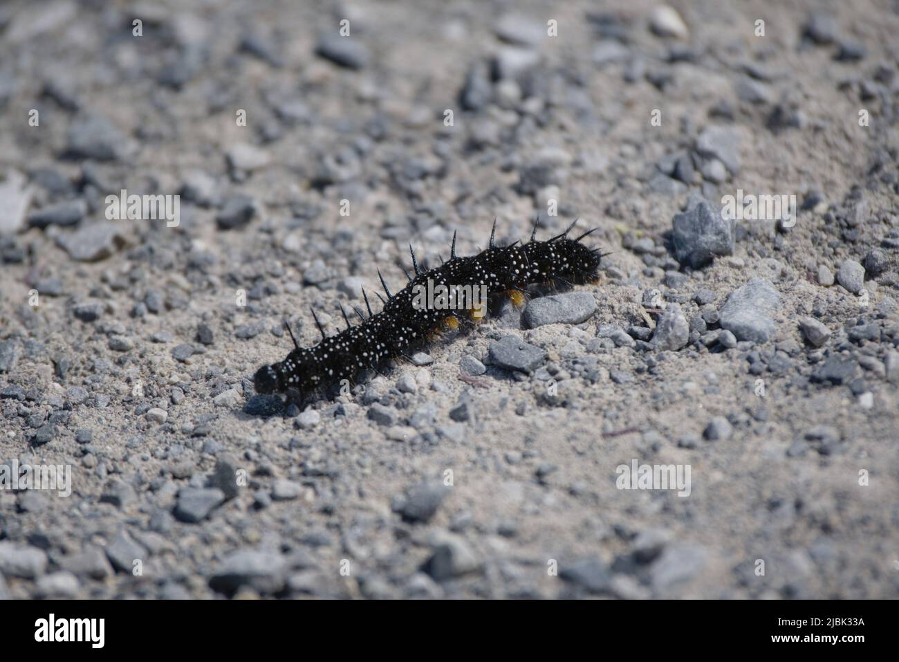 Insect crossing hi-res stock photography and images - Alamy