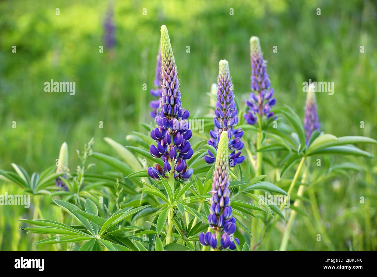 Lupin alpine flowers hi-res stock photography and images - Alamy