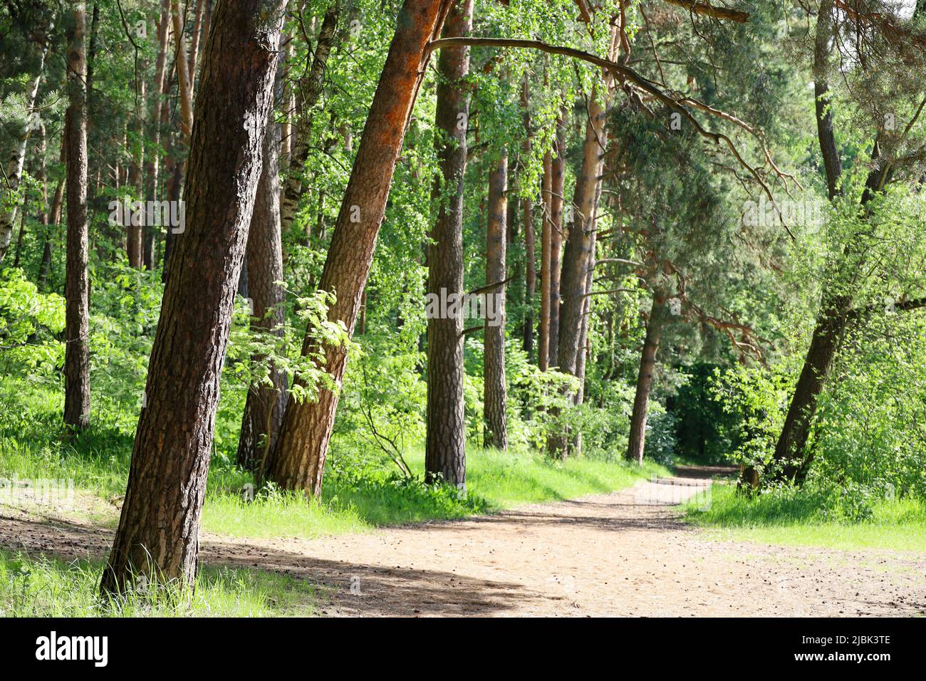 Pine forest in summer, a path between coniferous trees. Fairy nature in ...
