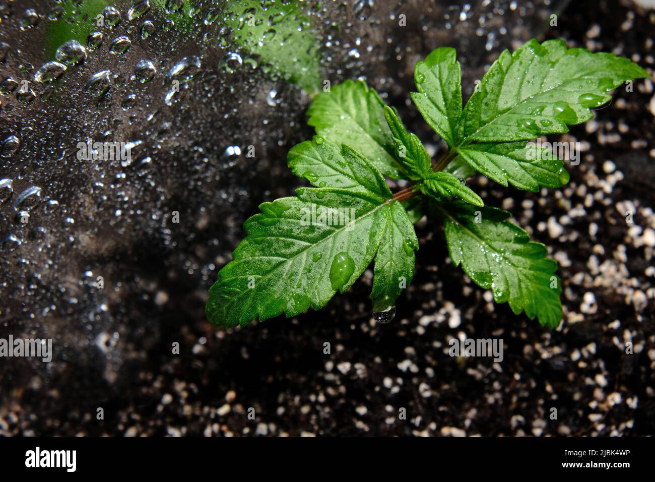 Cannabis sprout in a grow box, macro view. Small marijuana plant in a ...