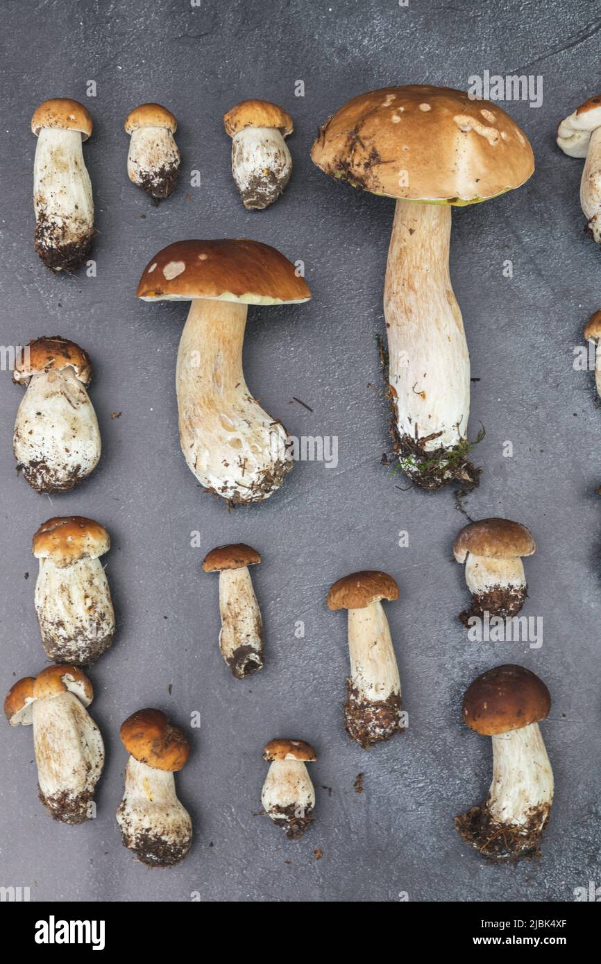 Autumn fall composition. Raw edible mushrooms Penny Bun on dark black ...