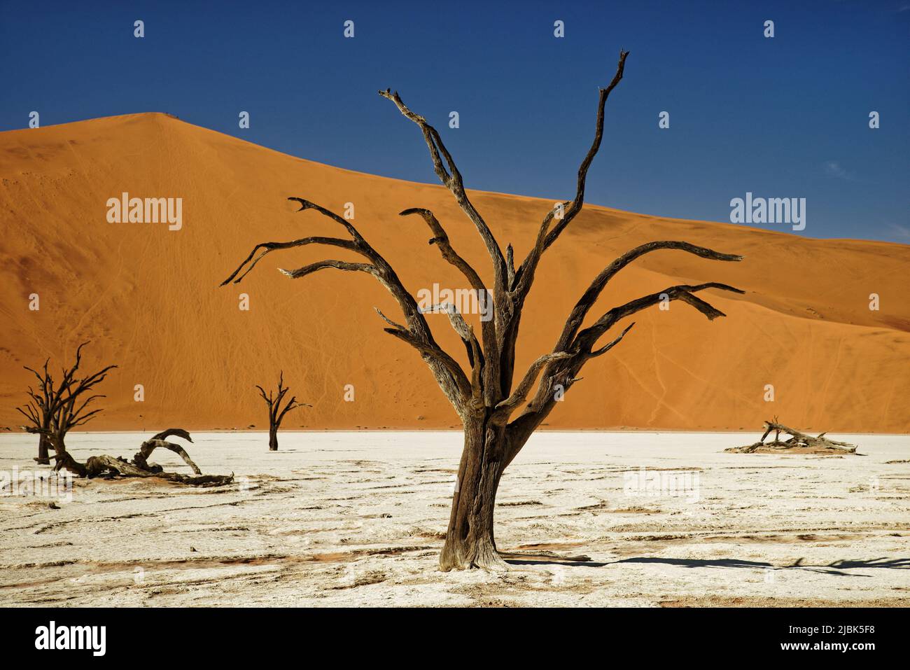 Deadvlei Namibia surreal landscape of dead trees, Namibia, south west ...