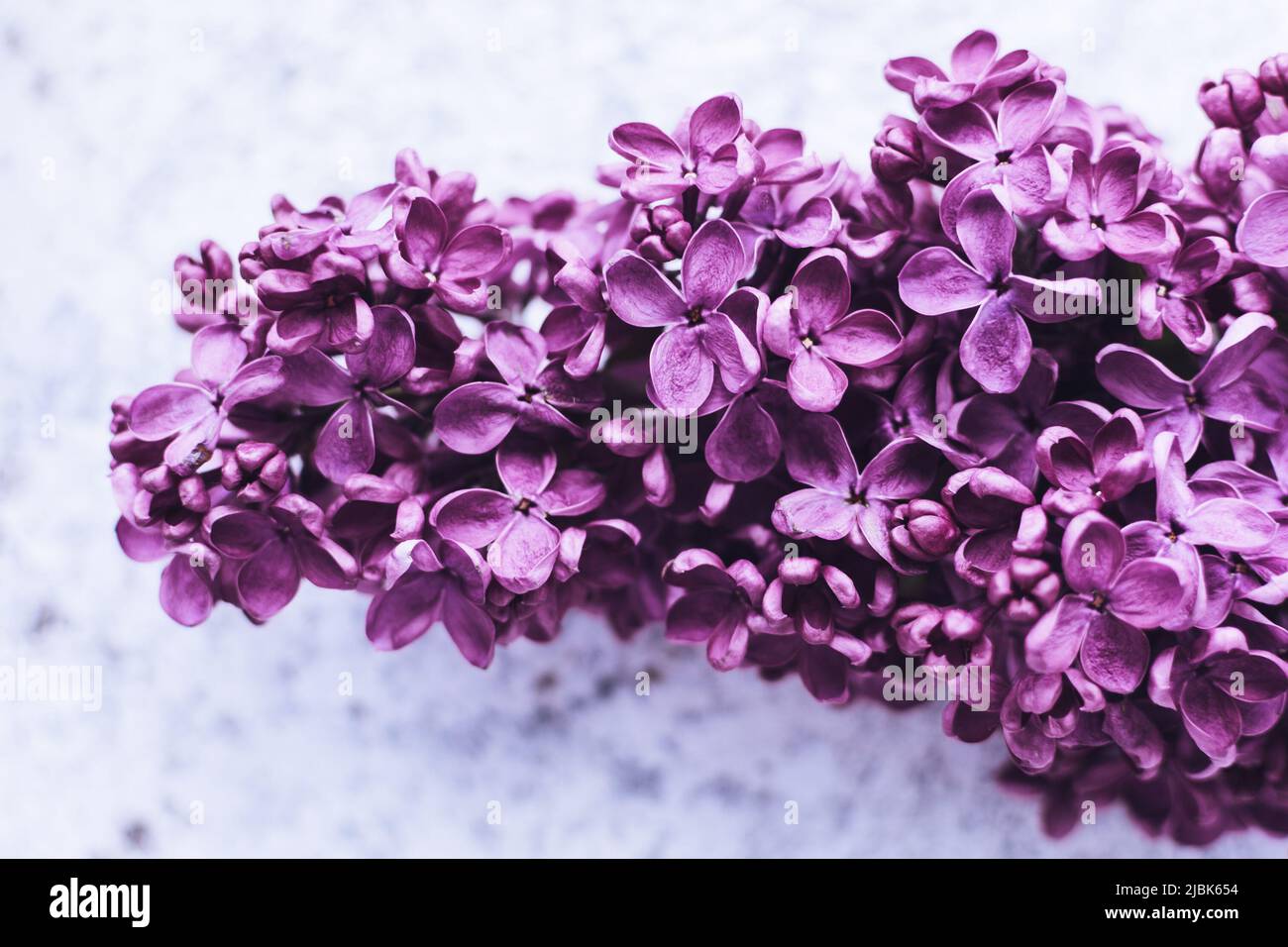Beautiful spring flowers lilac texture background. Syringa vulgaris ...