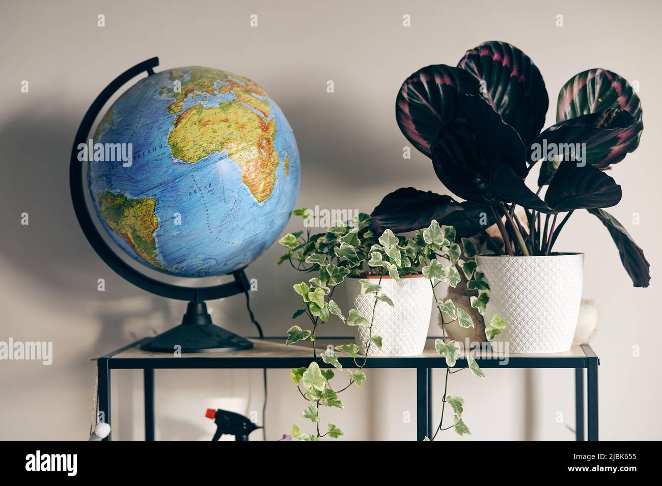Bush rose calathea medallion in a pot on a shelf Stock Photo - Alamy