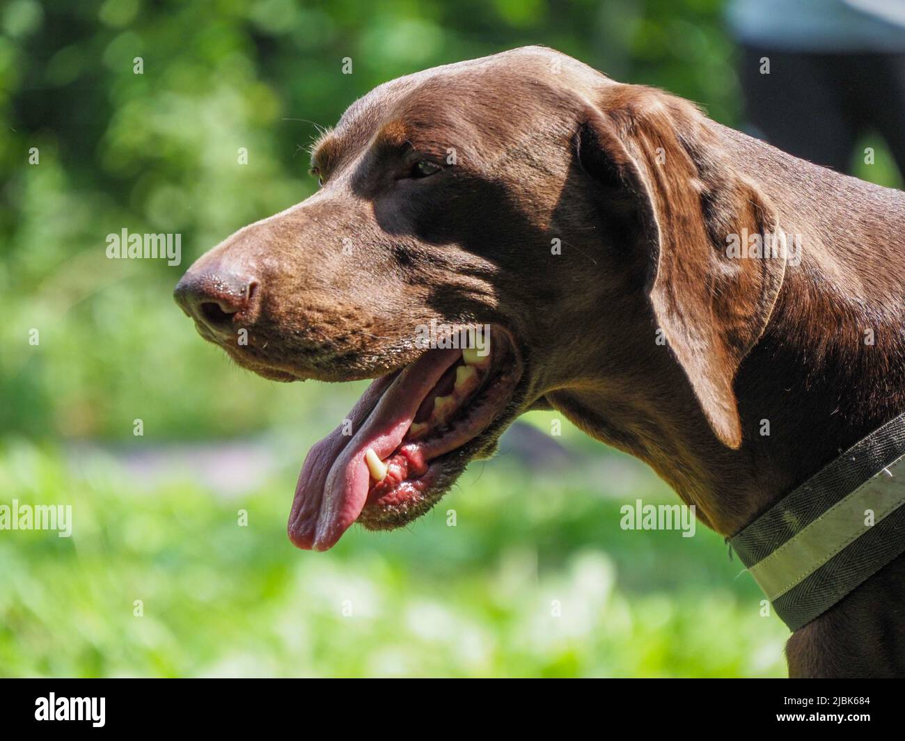 German braco hi-res stock photography and images - Alamy
