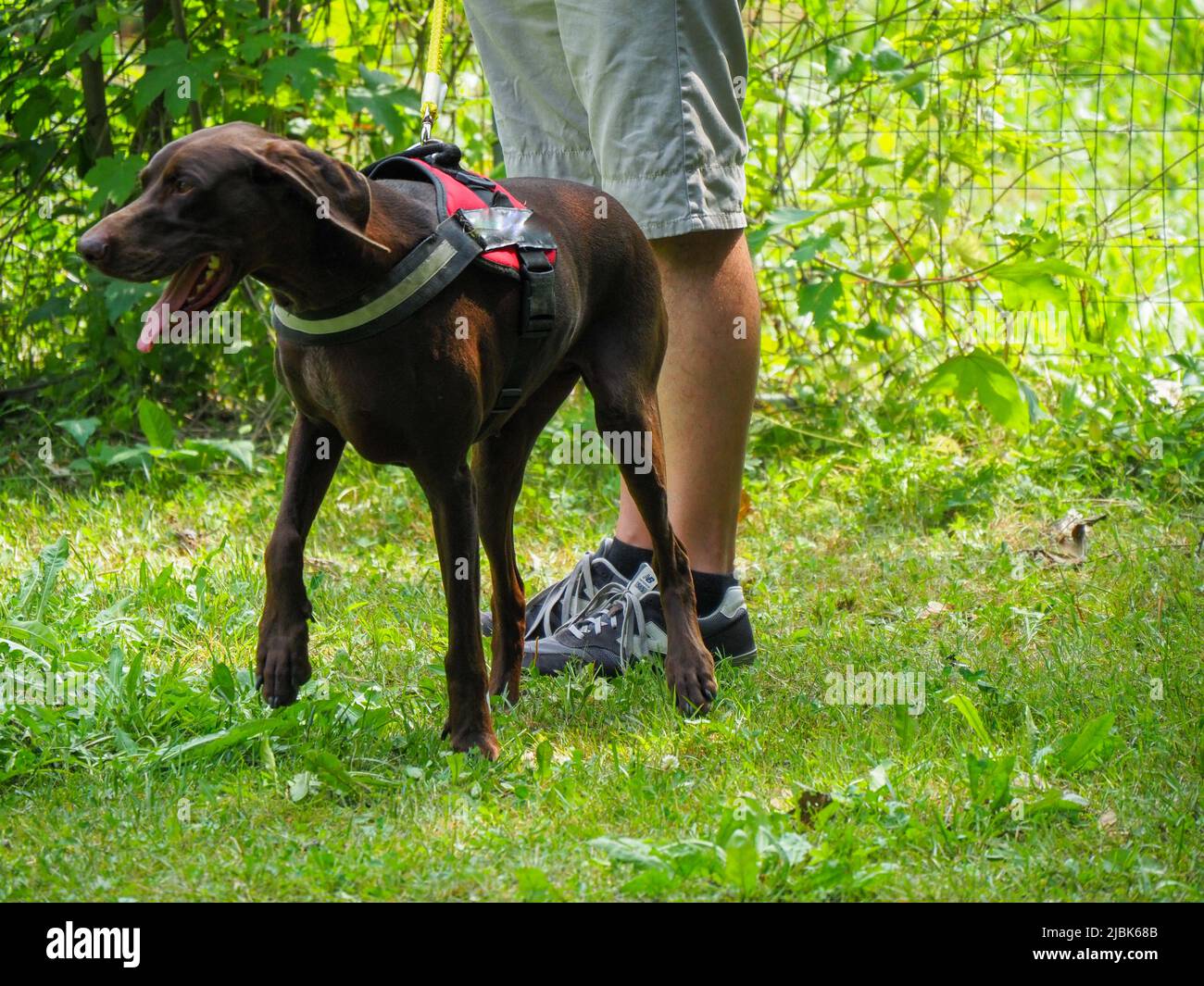German braco hi-res stock photography and images - Alamy